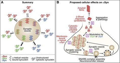 Synaptic Vesicle Binding Of α Synuclein Is Modulated By β And γ Synucleins Cell Reports