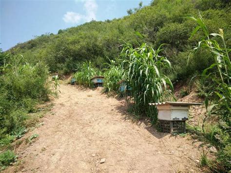 中蜂養殖技術中蜂過箱操作及過箱後管理 每日頭條