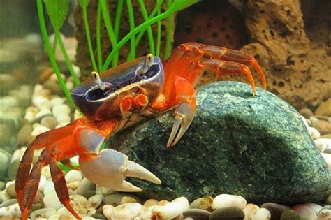 მეცნიერებმა გადაწყვიტეს გაერკვიათ თუ რატომ დაყო უფალმა ცხოველები სუფთად და არა სუფთად ჩემი