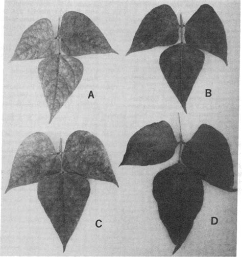 Figure 1 From Prevention Of A Plant Disease By Specific Inhibition Of
