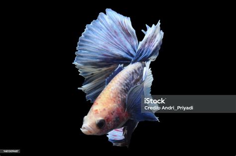 베타 물고기 샴 싸우는 물고기 검은 배경에 고립 된 Betta Splendens 검은 배경에 물고기 멀티 컬러 샴 싸우는 물고기 0명에 대한 스톡 사진 및 기타 이미지