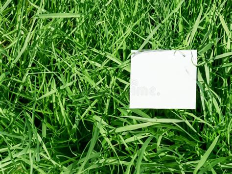 Green Grass White White Paper Stock Illustration Illustration Of