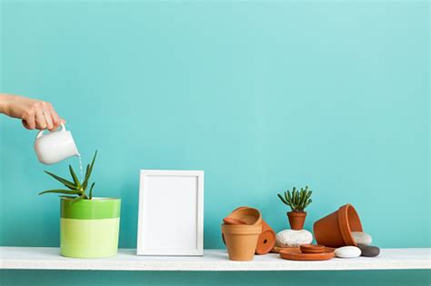 사진 프레임 이랑 현대적인 객실 장식 도자기와 즙이 많은 식물 파스텔 청록색 벽에 대 한 흰색 선반 손으로 물에 화분 즙 식물 가정의 방에 대한 스톡 사진 및 기타 이미지