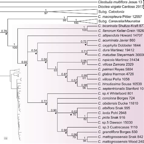 Bayesian 50 Consensus Tree Resulting From The Combined Nuclear Ets Download Scientific