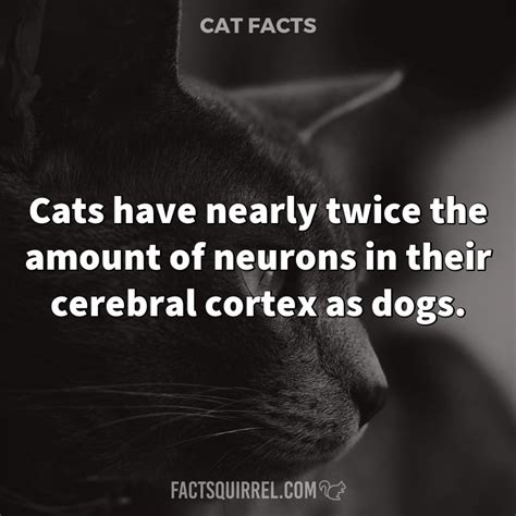 Cats Have Nearly Twice The Amount Of Neurons In Their Cerebral Cortex