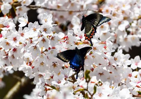 Enjoy Rnomixミヤマカラスアゲハ GANREF