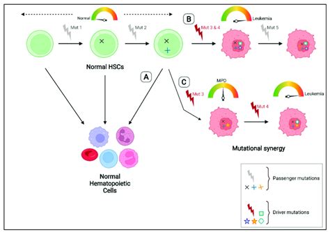 Driver V S Passenger Mutations A Normal Hematopoietic Stem Cell Hsc Download Scientific