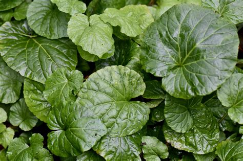 Pachyphragma Macrophyllum Caucasian Penny Cress Keeping It Green