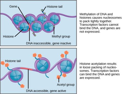 Regulation Of Chromatin Structure Control Of Gene Expression In