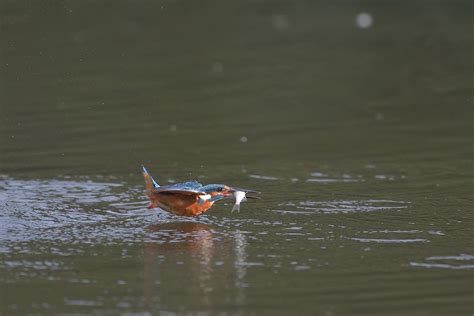 Kingfisher 64 GANREF