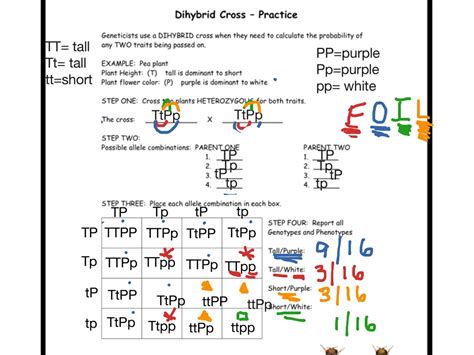 Dihybrid Cross Examples
