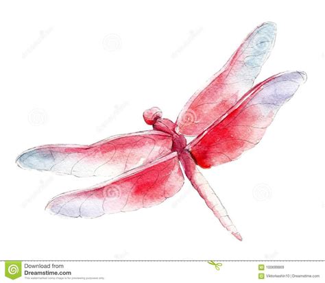 Red Dragonfly Watercolor Illustration