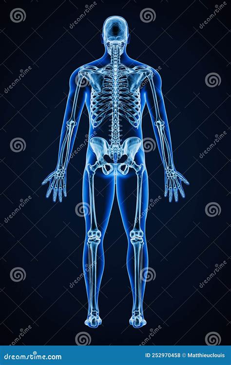 Accurate Xray Of Posterior View Of Full Human Skeletal System With Adult Male Body Contours 3d