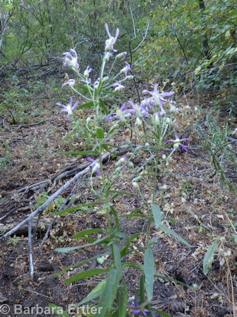 Eucephalus Elegans Treasures Of The Boise Front