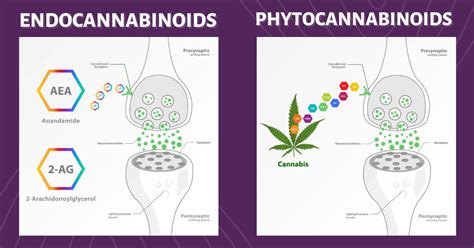 Phytocannabinoids And Endocannabinoids