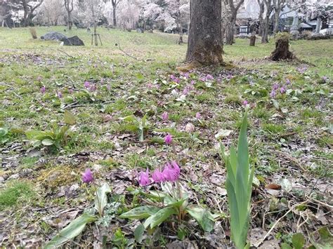 お知らせスタッフブログ 白馬の桜だより貞麟寺のしだれ桜白馬ハイランドホテル公式白馬姫川温泉