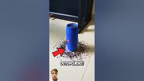 Почему Муравьи Бегают По Кругу 😱 Youtube