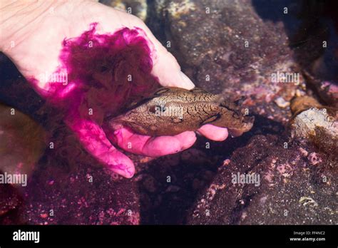 Phylum Mollusca Aplysia