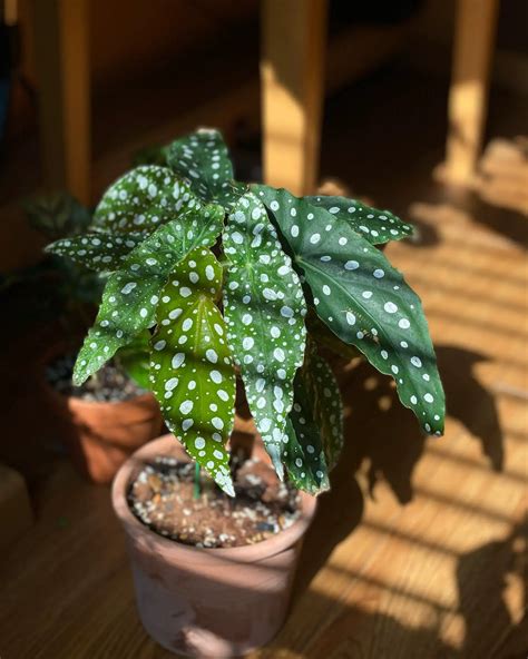 Discover The Best Methods To Propagate The Begonia Maculata Expert Tips