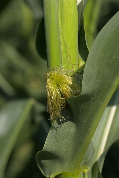 Corn Silk Stock Image Image Of Decoration Outdoors 251061643