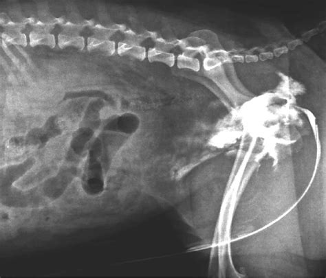 Positive Contrast Retrograde Urethrogram Demonstrating Extravasation Of Download Scientific