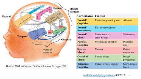 Prematurity Affects The Integrity Of The Dorsal And Ventral Streams Ppt