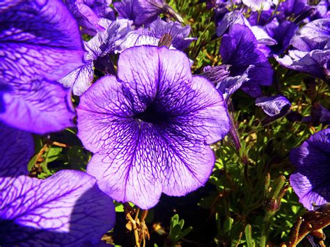 Purple Flower Power Photograph By Dan Dixon Fine Art America