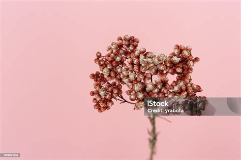 복사 공간이있는 분홍색 종이 배경에 분홍색 꽃잎이있는 섬세한 꽃 결혼식 초대 발렌타인 데이를위한 탑뷰 엽서 감정에 대한 스톡 사진 및 기타 이미지 Istock