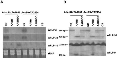 Gene Expression Changes Are Nonrandom And Occur In A Natural Hexaploid Download Scientific