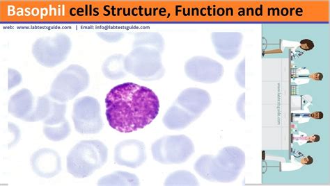 Basophils Cell Structure Function And More Lab Tests Guide