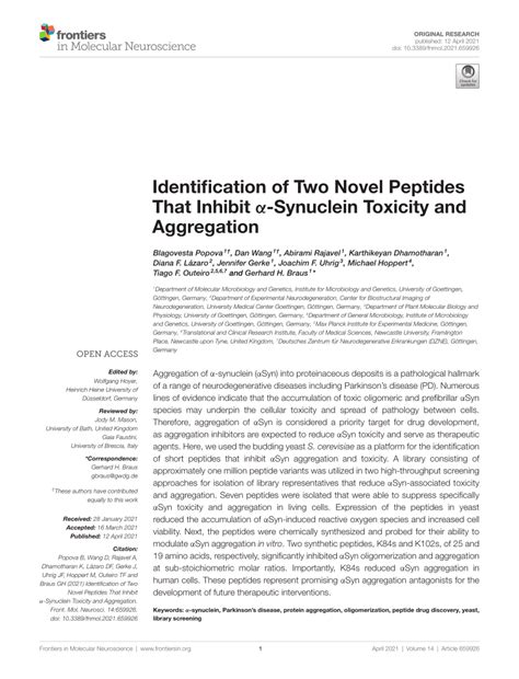 Pdf Identification Of Two Novel Peptides That Inhibit α Synuclein