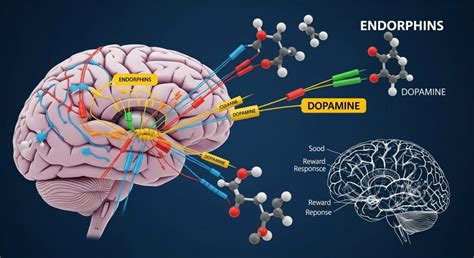 Endorphins Vs Dopamine Key Differences For Mood Regulation