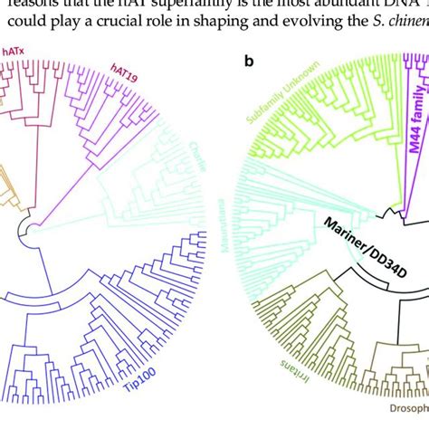 Phylogenetic Classification Of The Two Major Superfamilies Of Class Ii
