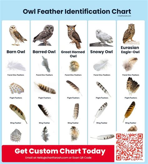 Owlfeather Decoding Natures Silent Flight Secret