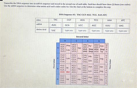 Solved Transcribe The Dna Sequence Into An Mrna Sequence And Record In The Second Row Of Each
