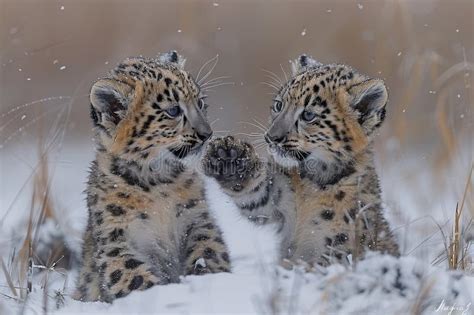 Snow Leopard Cubs Playing In The Winter Stock Illustration
