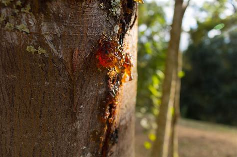 100 Free Gazirovanye Sap And Sap Images Pixabay