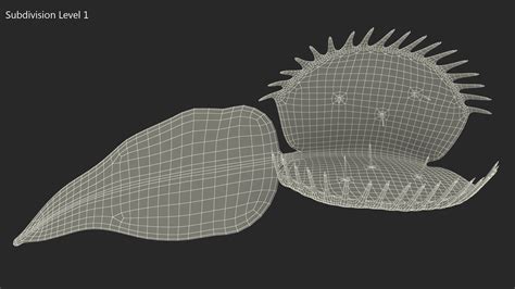 3d Venus Flytrap Dionaea Muscipula Stem 3d Molier International