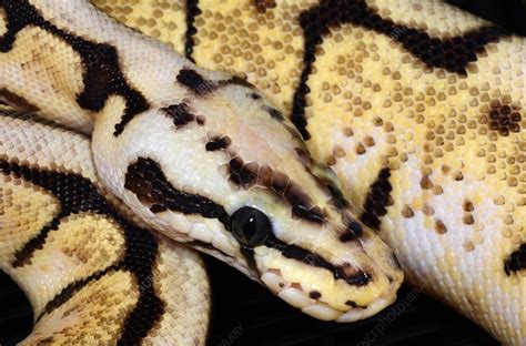 Bumblebee Royal Python Stock Image C Science Photo Library