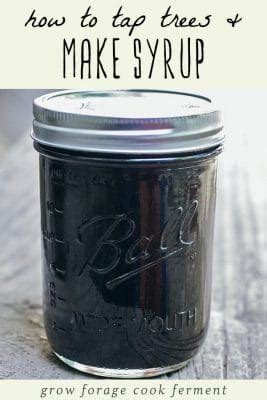 How To Tap Trees And Make Syrup In Your Backyard