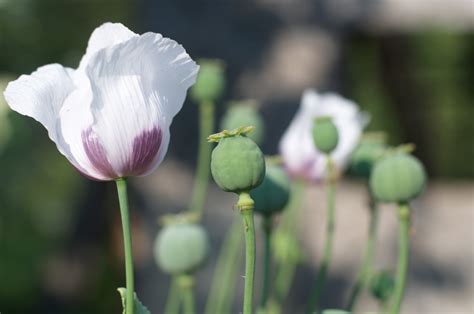 무료 이미지 자연 태양 사진술 꽃잎 녹색 식물학 닫다 플로라 야생화 선명한 싹 마키 매크로 사진 관상용 식물 여름 꽃 정원 꽃 아름다운 꽃