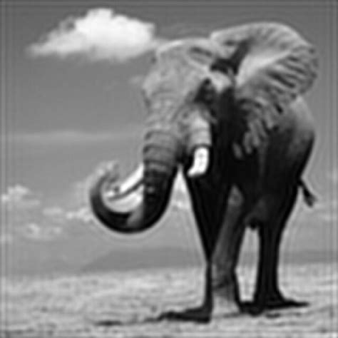 Deblurring Of The Elephants Image In Figure 1 By Ista And Fista Download Scientific Diagram