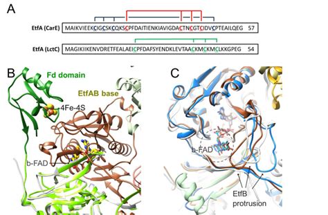 Ferredoxin Fd A The Sequence Of The N Terminal Fd Domain Of The Download Scientific