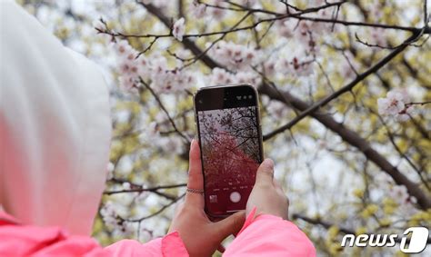 꽃을 담다 뉴스1