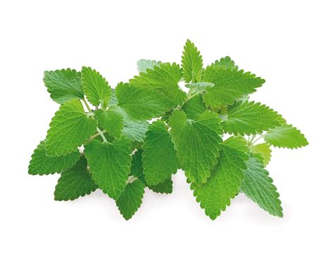 How Long Does It Take Catnip To Germinate Storables