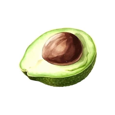 아보카도 손으로 그린 수채화 그림 벡터 일러스트 레이 션 프리미엄 벡터