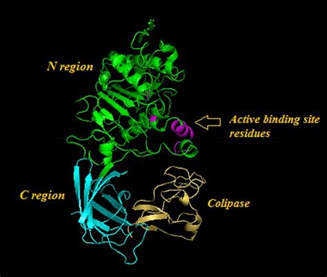 Lipase Enzyme 3d Structure