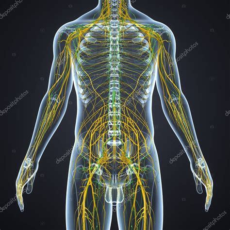 Sistema Nervioso Con Ganglios Linf Ticos 2024