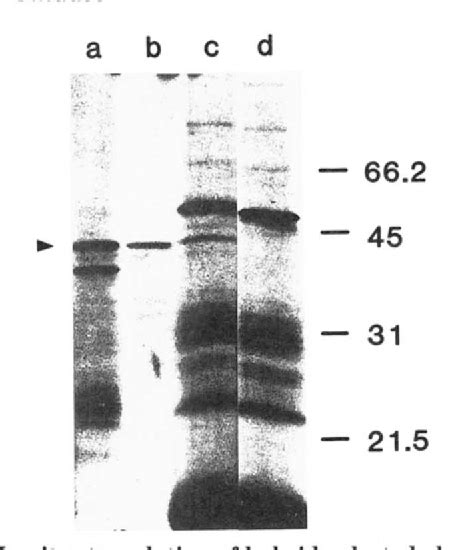 Figure 2 From The Primary Structure Of Spinach Glycolate Oxidase