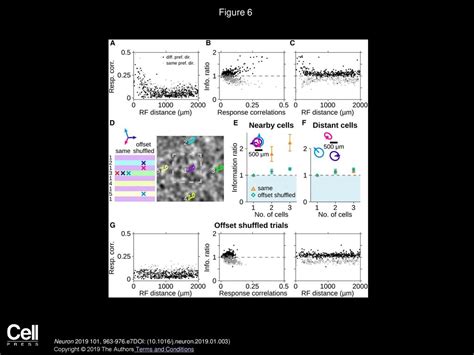 Activity Correlations Between Direction Selective Retinal Ganglion